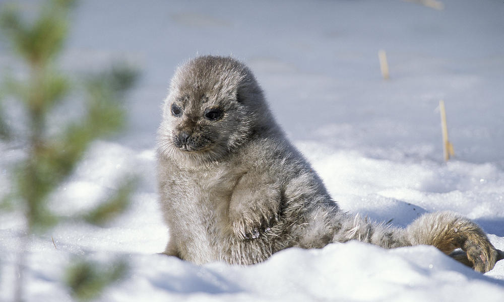 WWF digs a safe home for endangered freshwater seals | Stories | WWF