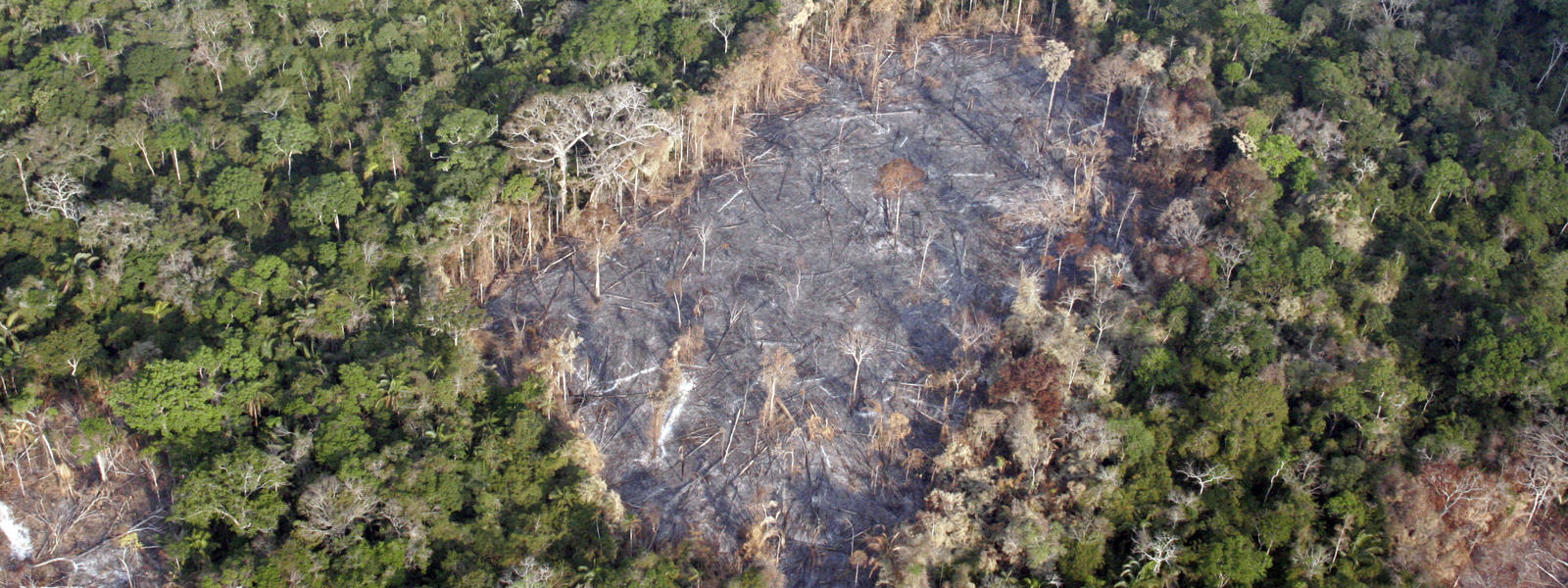 Tackling Environmental Threats | Initiatives | WWF Tackling Environmental Threats | Initiatives | WWF
