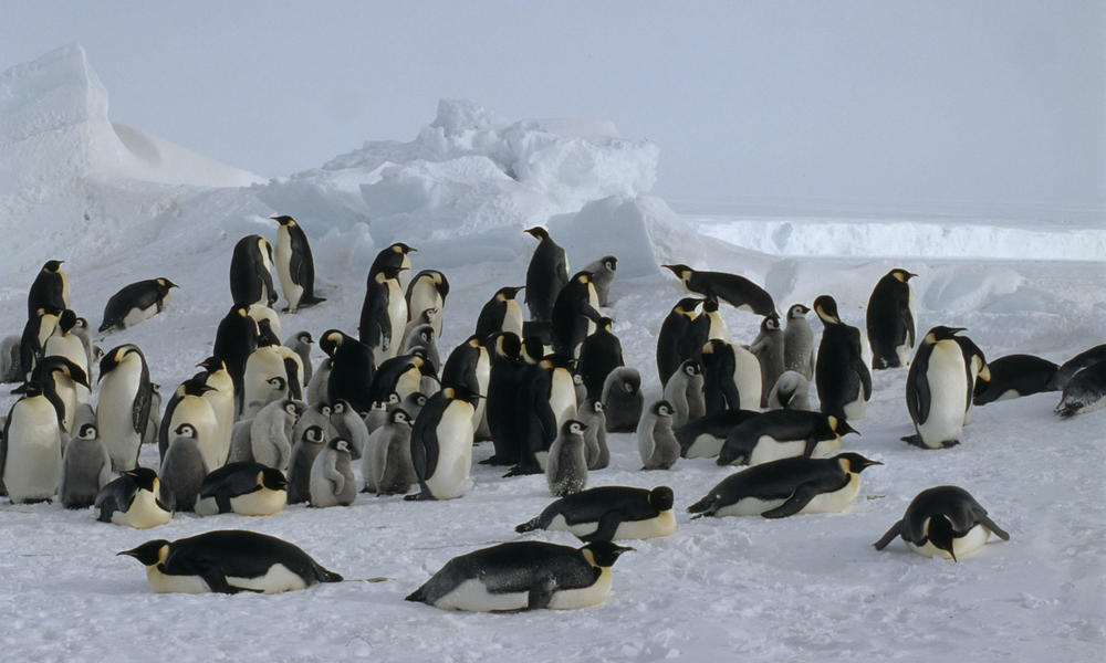 Antarctica Emperor Penguin Colony | Photos | WWF