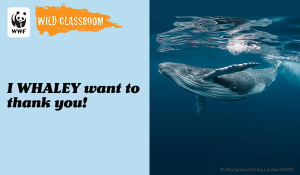 Free Ecards | World Wildlife Fund