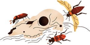 How Insects Keep Ecosystems in Balance | WWF