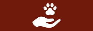 WWF Guide: Kinkajou Ownership | World Wildlife Fund