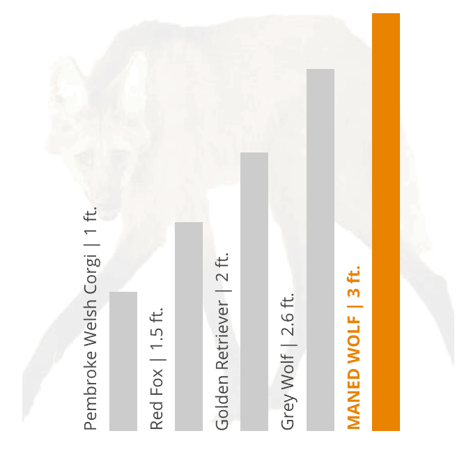 Meet the Solitary and Mysterious Maned Wolf | WWF
