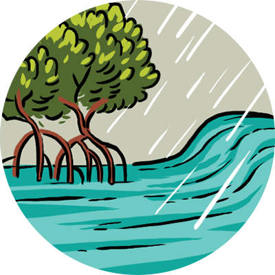 Mangrove Conservation for Climate Resilience | World Wildlife Fund