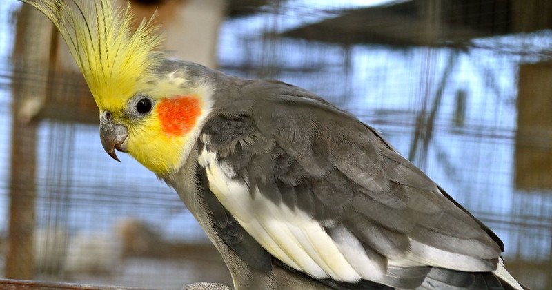 Do Cockatiels Make Good Pets? | WWF