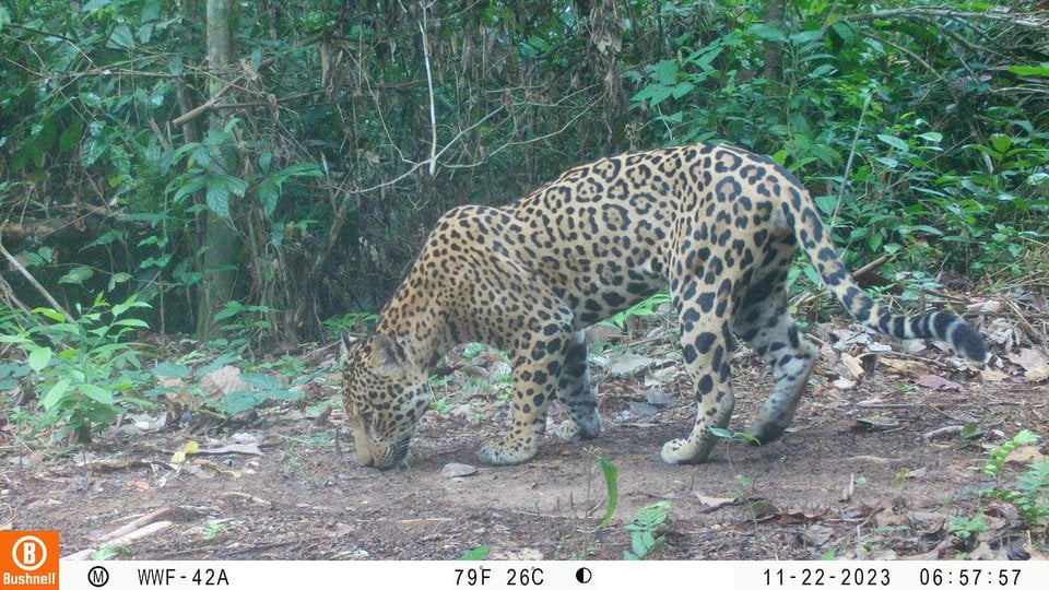 AI Tool SpeciesNet Helps Track Wildlife Faster | World Wildlife Fund