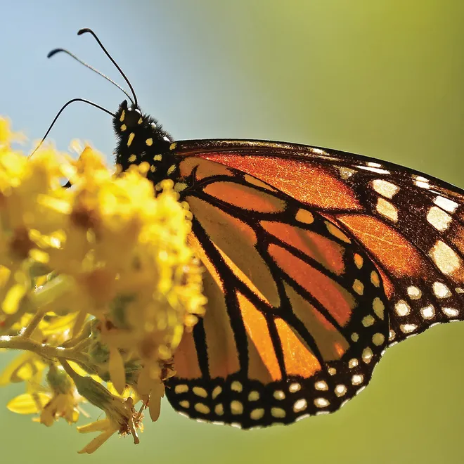 Wild Classroom Curated Collections: Climate Change | World Wildlife Fund