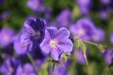 Native Wildflowers by Region | World Wildlife Fund