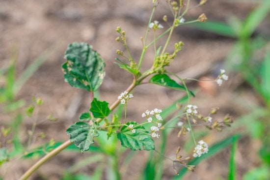 Native Wildflowers by Region | World Wildlife Fund