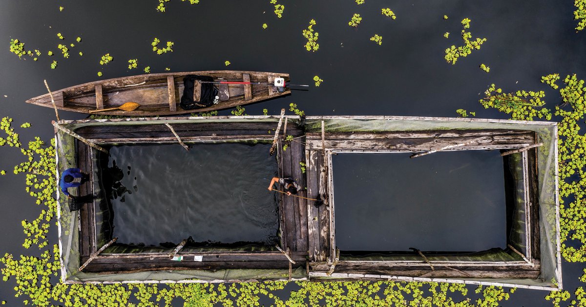 Sustainable Paiche Farming in the Peruvian Amazon | World Wildlife Fund