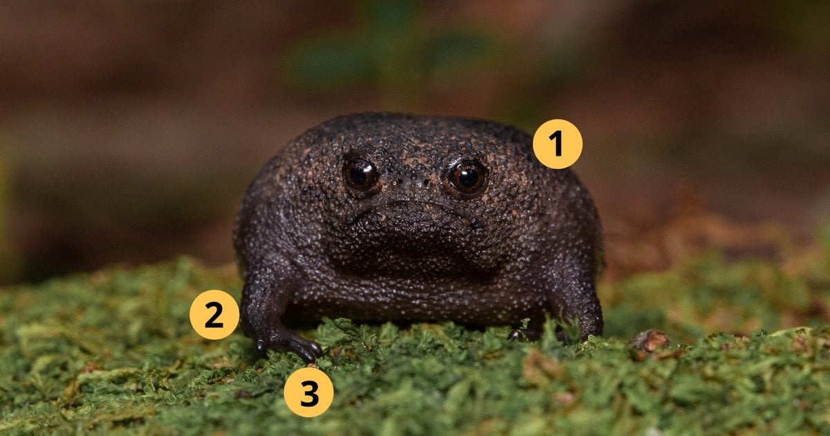 Meet the Black Rain Frog: Nature’s Grumpy Amphibian | World Wildlife Fund