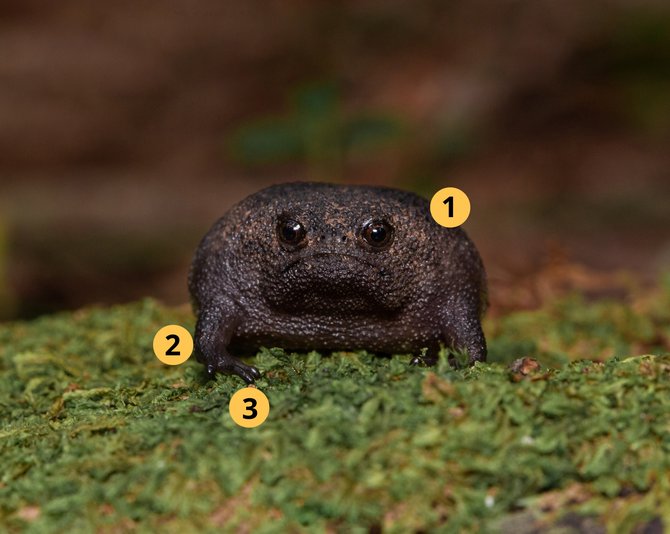 Meet the Black Rain Frog: Nature’s Grumpy Amphibian | World Wildlife Fund