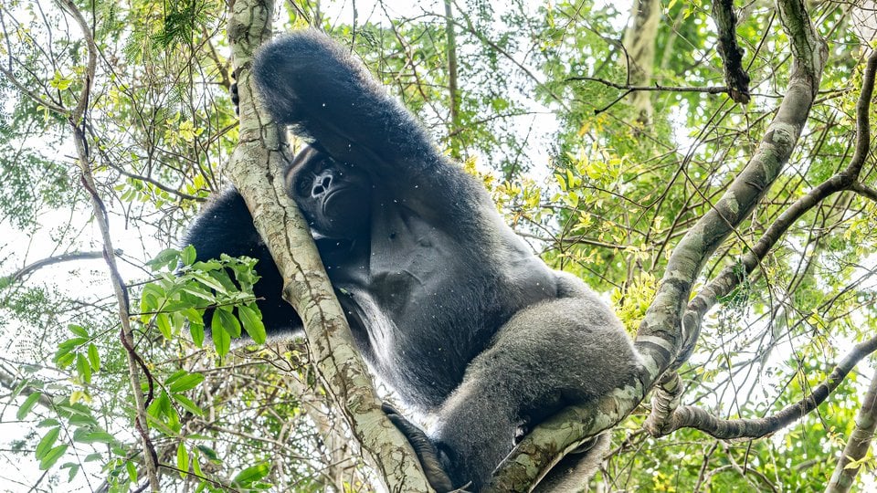 what is gorilla habituation and how does it help conservation | WWF