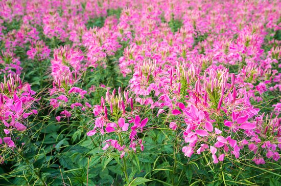 Native Wildflowers by Region | World Wildlife Fund