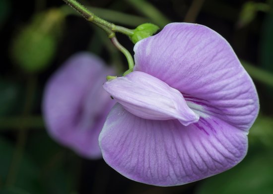 Native Wildflowers by Region | World Wildlife Fund