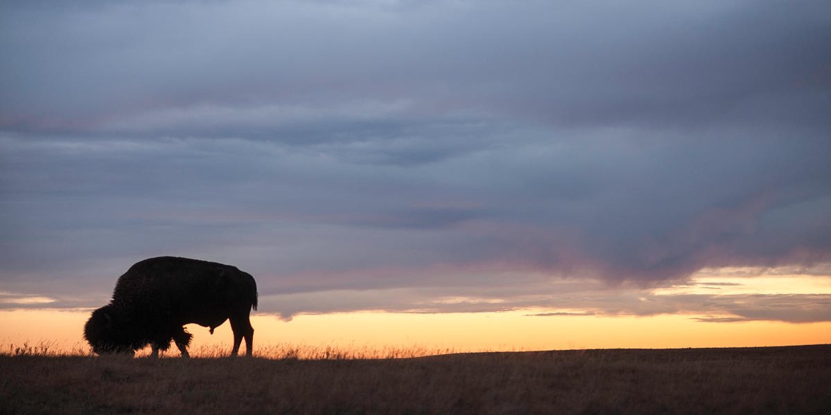 Bringing Buffalo Back | World Wildlife Fund