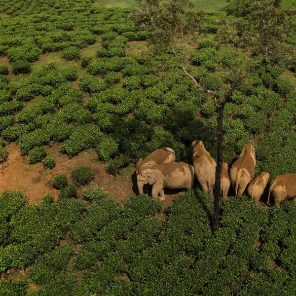 What is human-wildlife conflict? | World Wildlife Fund