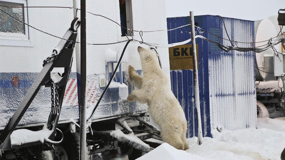 What is human-wildlife conflict? | World Wildlife Fund