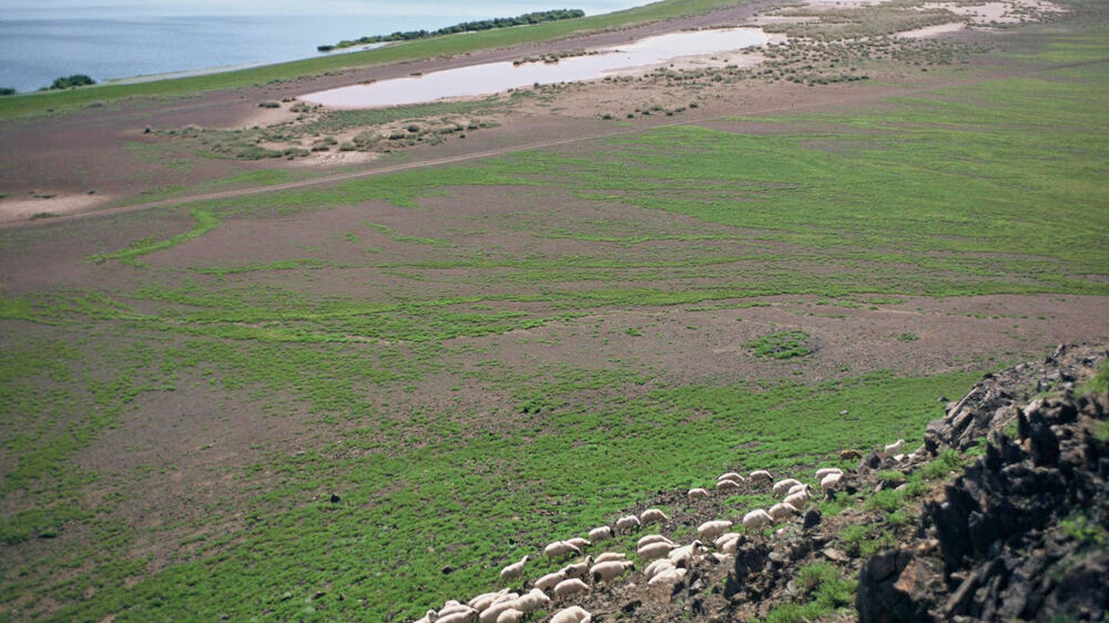 Snow Leopard | World Wildlife Fund