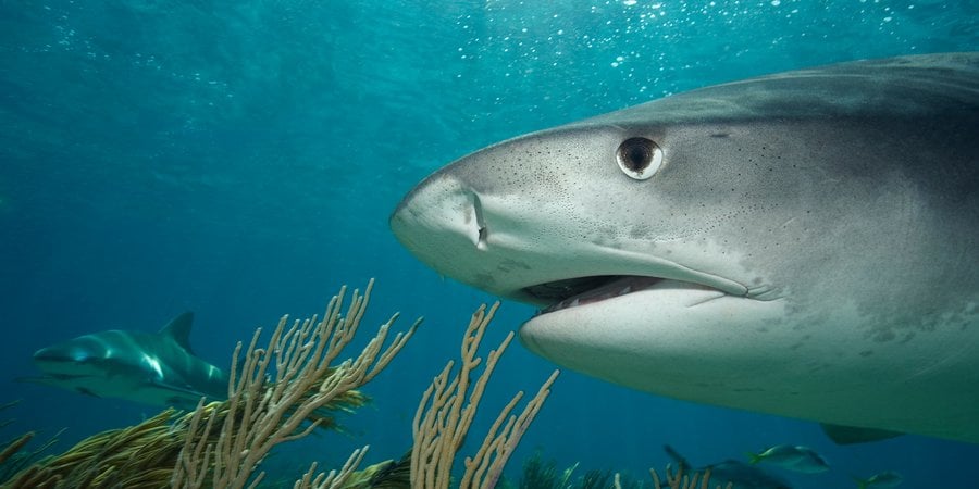 Sounding the Alarm on Nature’s Decline | World Wildlife Fund