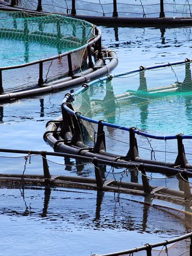 WWF Supports Responsibly Farmed Seafood | WWF