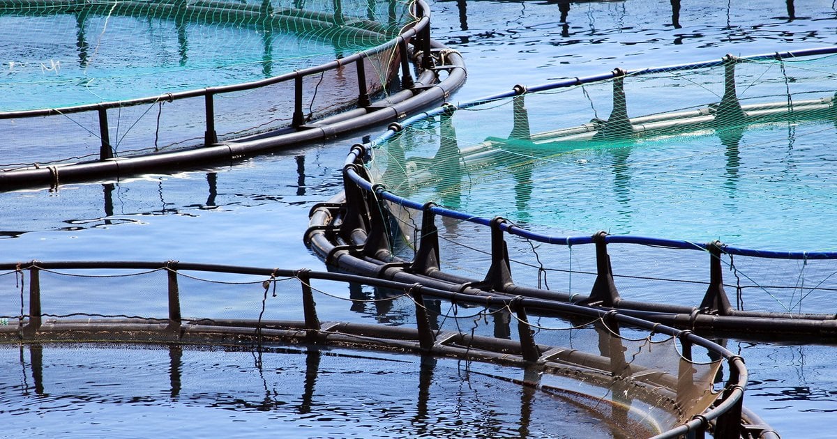 WWF Supports Responsibly Farmed Seafood | World Wildlife Fund