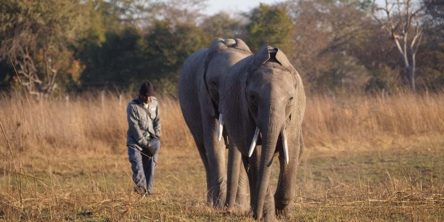 WWF Tests Wireless Tech to Track Elephants in Zambia | World Wildlife Fund