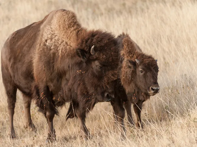 Meet the Bison: Facts About America’s National Mammal | World Wildlife Fund