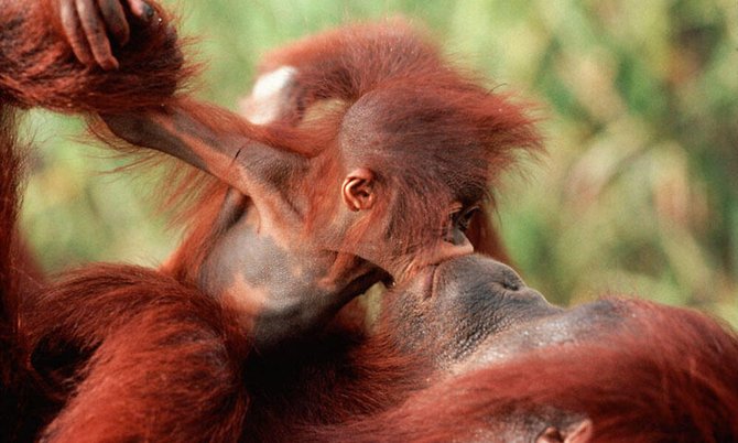 Five Amazing Animal Moms and How They Care for Young | World Wildlife Fund