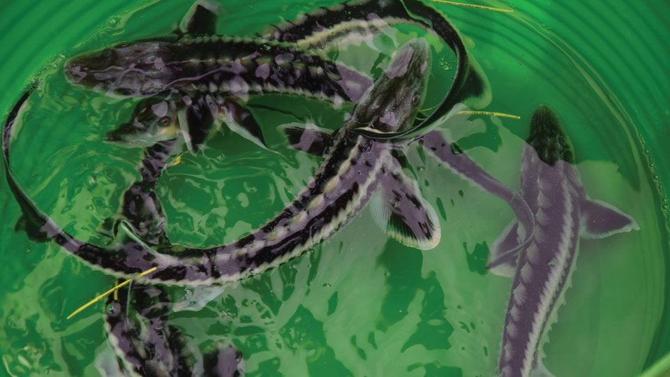 Rewilding the Danube River to Save Sturgeon | World Wildlife Fund