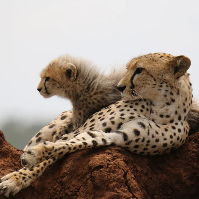 Do Cheetahs Make Good Pets? | WWF