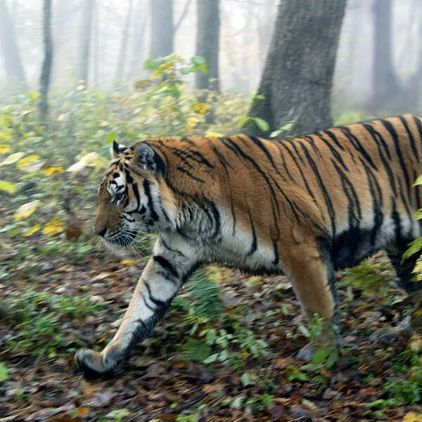 Camera Captures Evidence of Wild Amur Tigers in China | World Wildlife Fund