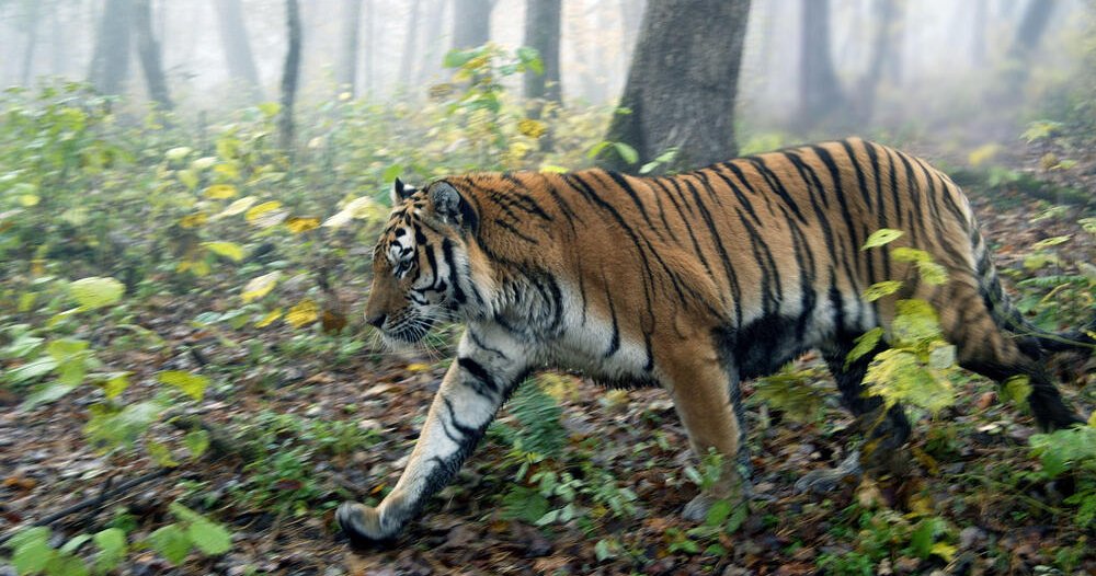 Camera Captures Evidence of Wild Amur Tigers in China | World Wildlife Fund