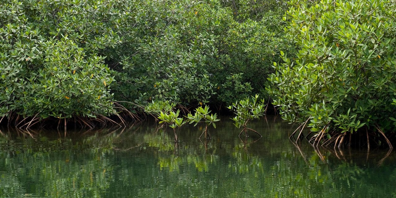 Why are mangroves important for the environment? | World Wildlife Fund