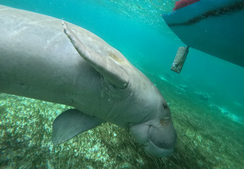 Avistamiento de Cría de Dugongo en Indonesia | World Wildlife Fund
