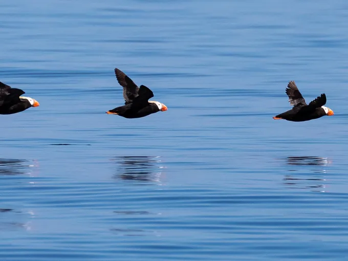 Zooming in on Alaska’s Wildlife in Katmai National Park | World ...