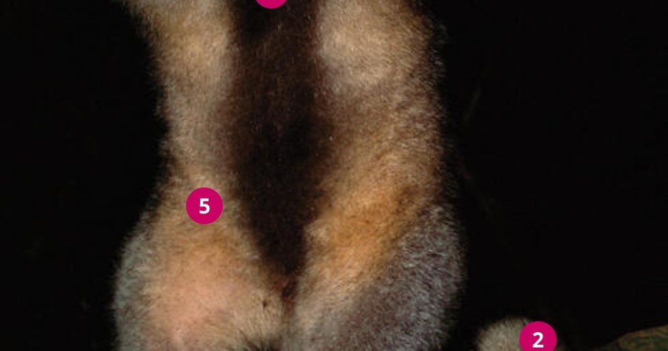 Meet the Silky Anteater: The World’s Smallest Fighter | World Wildlife Fund