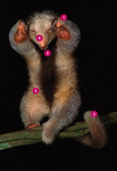 Meet the Silky Anteater: The World’s Smallest Fighter | World Wildlife Fund