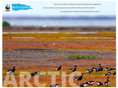 Arctic Ecosystem Education Toolkit for Grades 3–8 | WWF