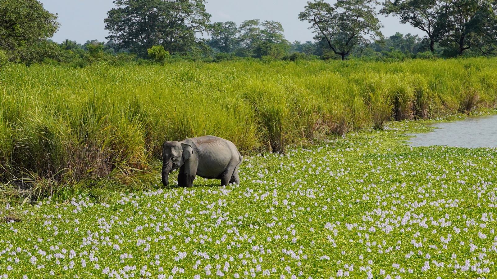 Building wildlife resilience in a changing climate | WWF