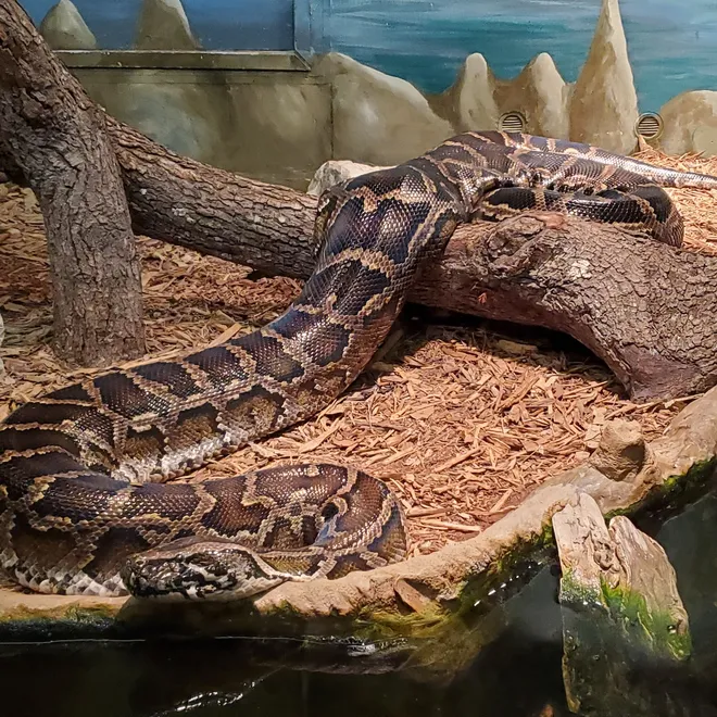 Why Releasing Exotic Pets Harms Local Ecosystems | WWF