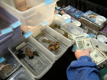 What are the latest trends in the illegal wildlife trade? | World ...