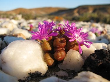 What are the latest trends in the illegal wildlife trade? | World ...