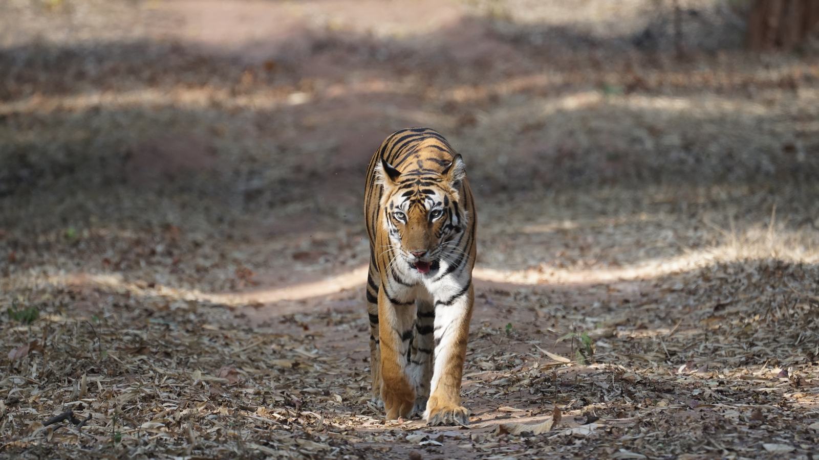 Building wildlife resilience in a changing climate | WWF