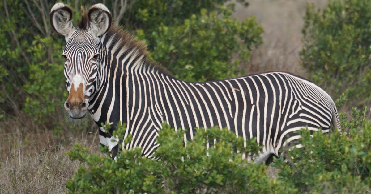 Building wildlife resilience in a changing climate | WWF