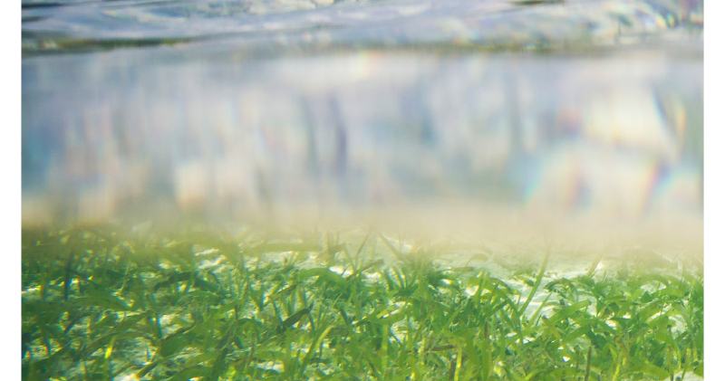 Monitoring Progress Toward Nature-Positive Ocean Goals | WWF
