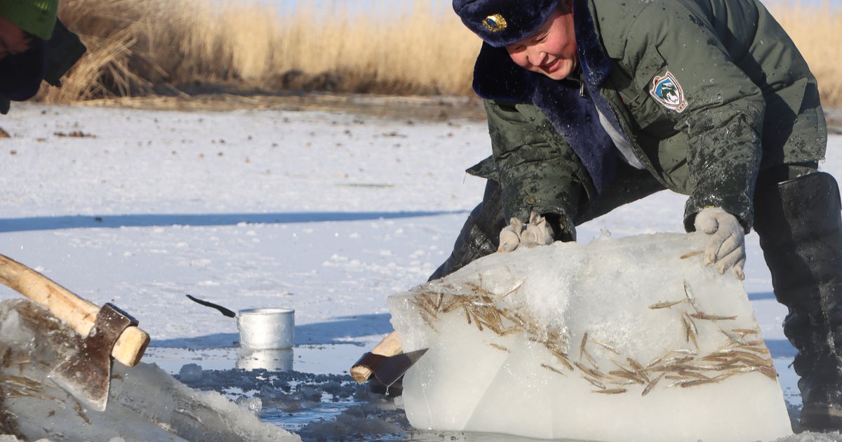 Rescuing a Million Fish from a Freezing Pond in Mongolia | World ...