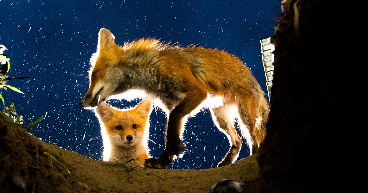 Capturing Urban Foxes in Canada’s Yukon Territory | World Wildlife Fund