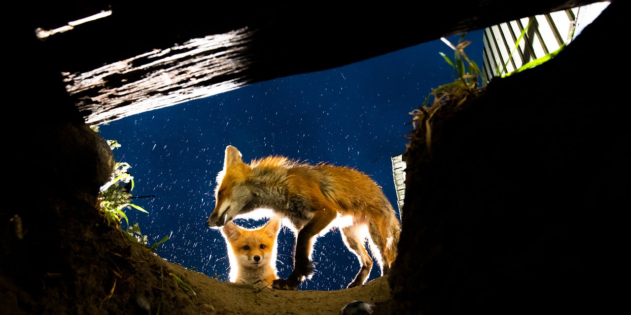 Capturing Urban Foxes in Canada’s Yukon Territory | World Wildlife Fund