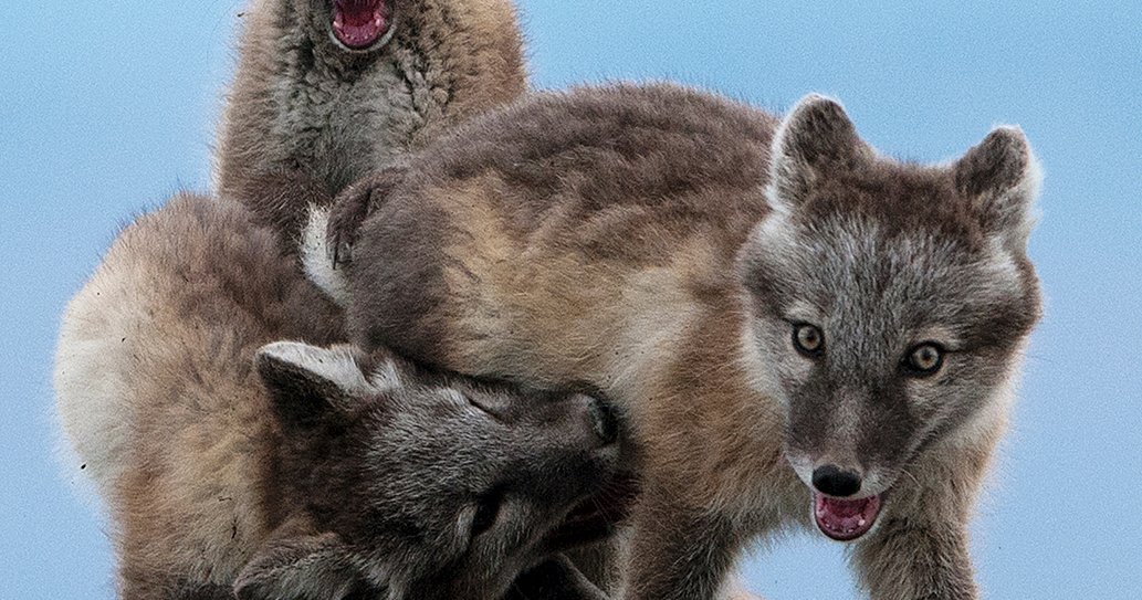 Endangered Arctic Fox Breeds Again in Finland After 25 Years | WWF